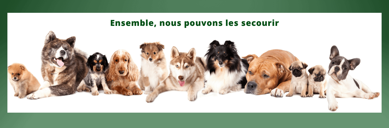 Accueil - Association Animaux Vraie